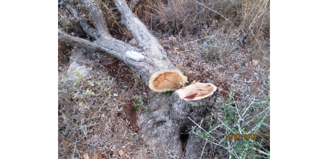 Israeli Setters Chop Down Some 1,155 Palestinian Olive Trees in ‘Awarta